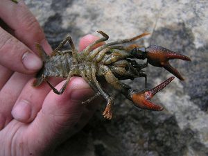 10 ejemplos de animales detritívoros – Enciclopedia de Ejemplos